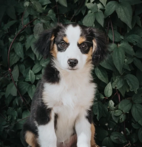welpen aussies australian shepherd huetehunde Mini Aussie